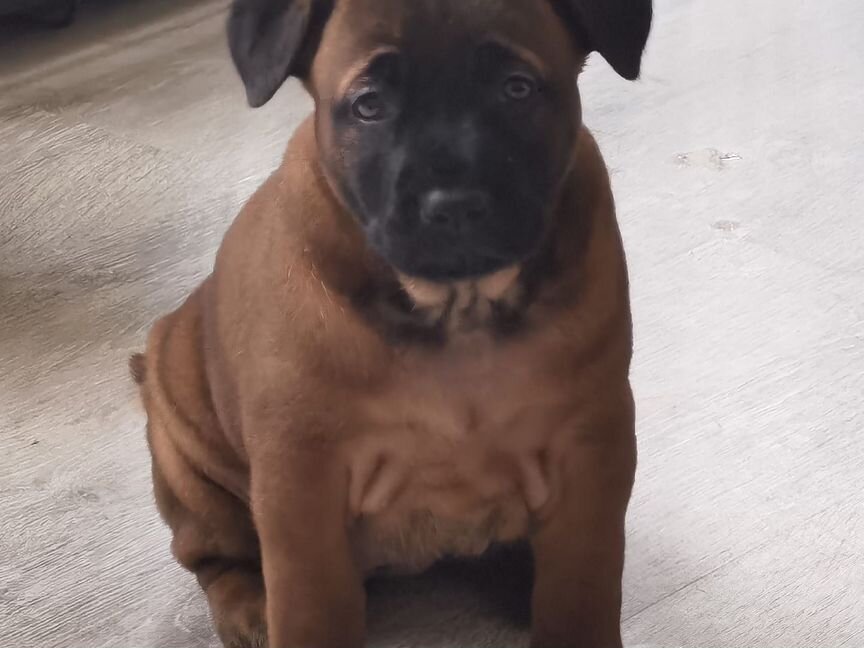 Щенки тайского риджбека