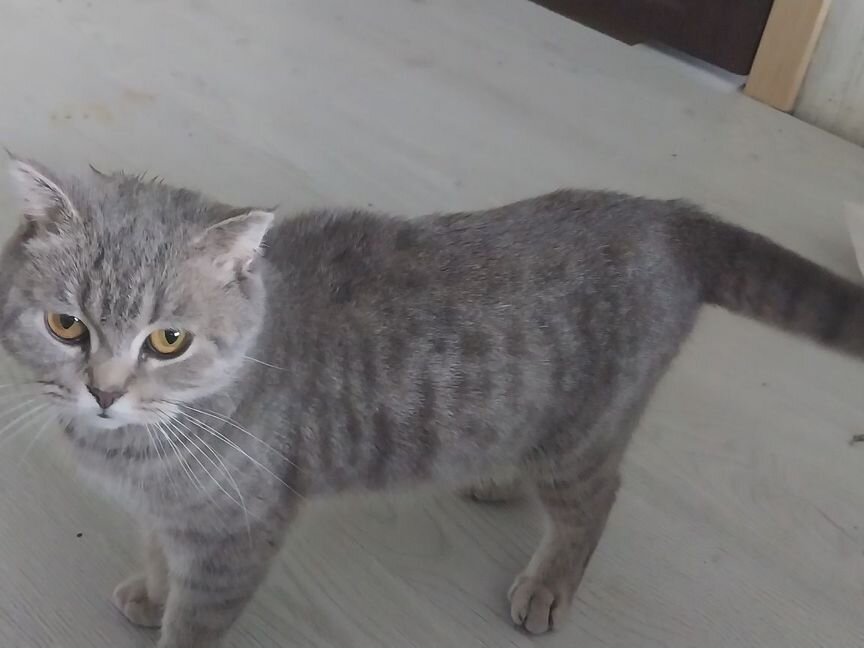 Вислоухие котята