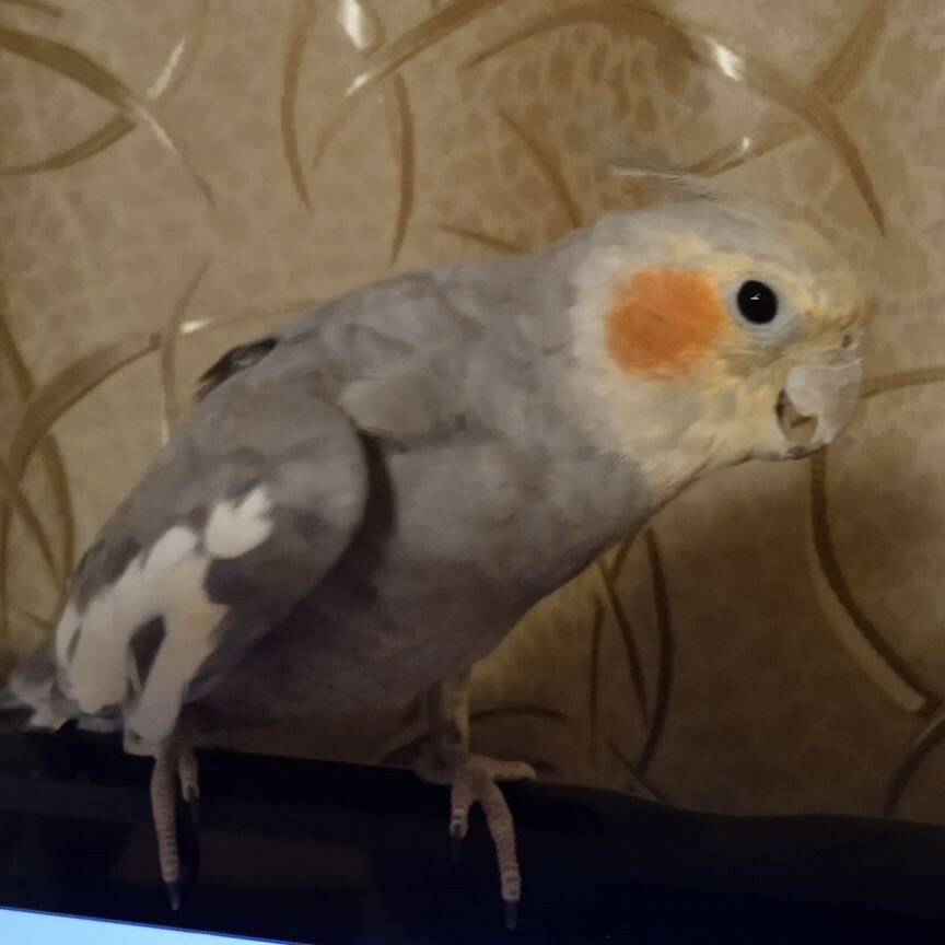 Попугай корелла мальчик