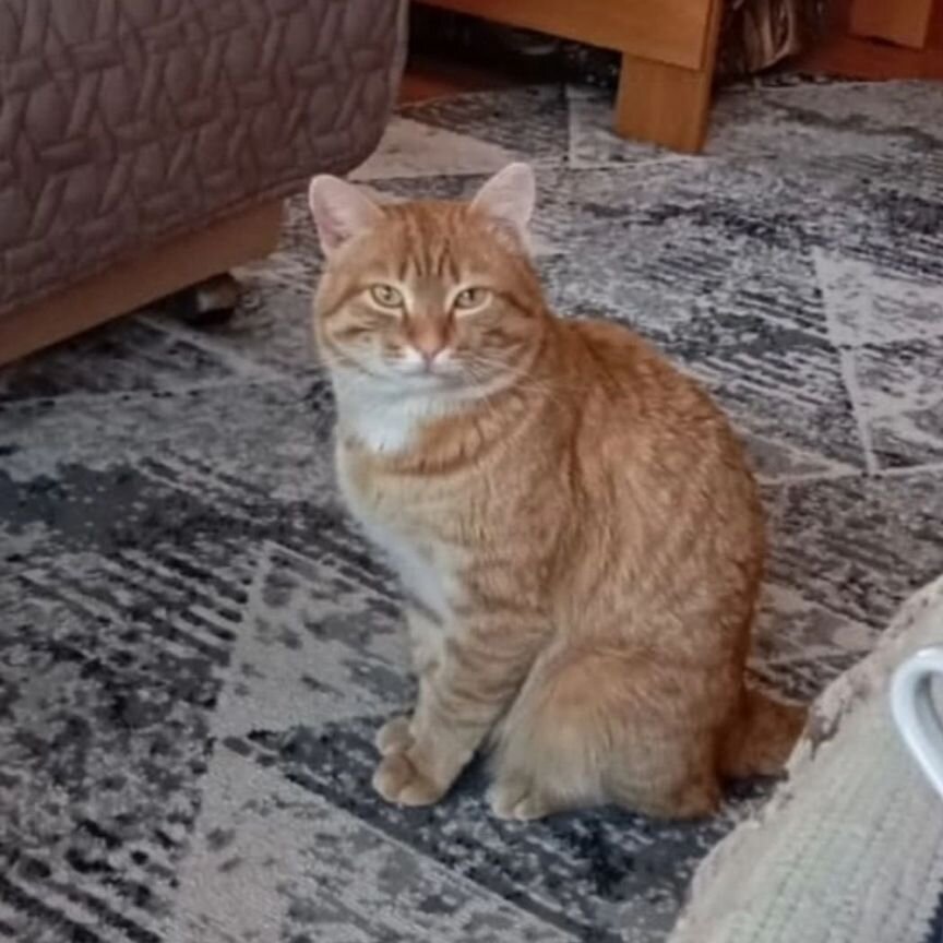 Бруталтный кот ищет семью