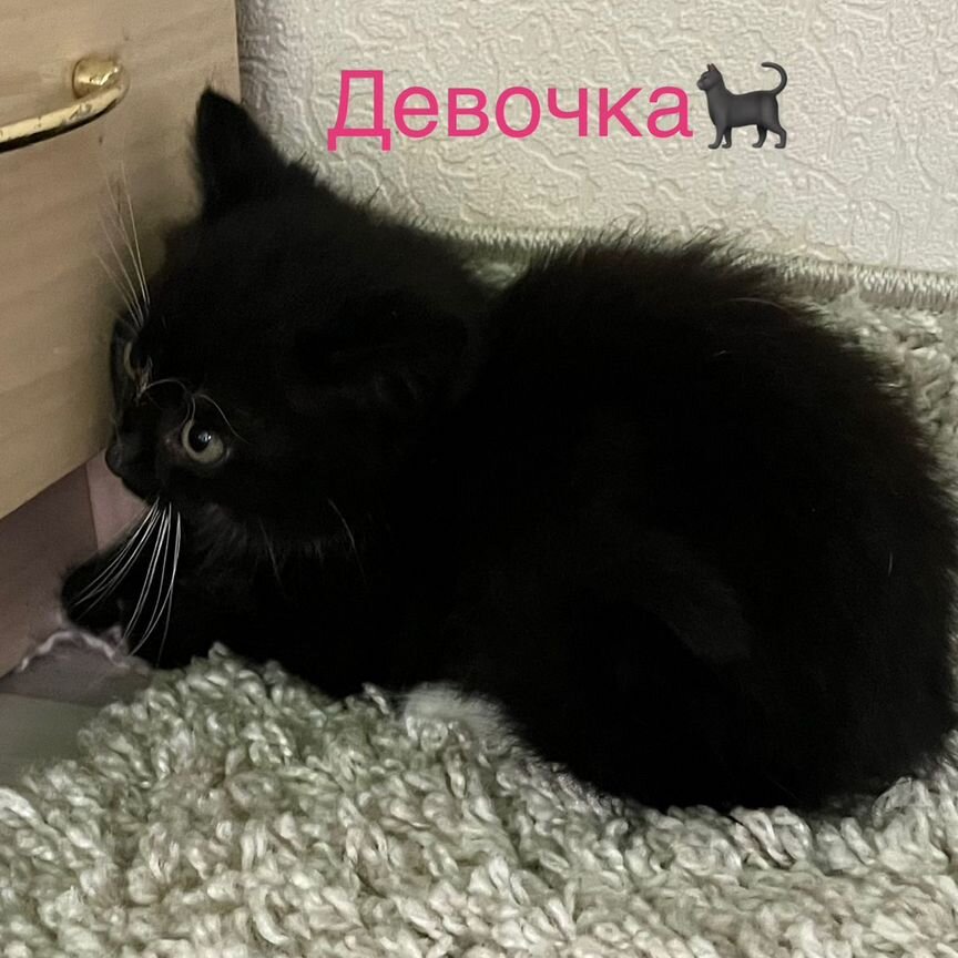Черная кошечка с белыми лампками