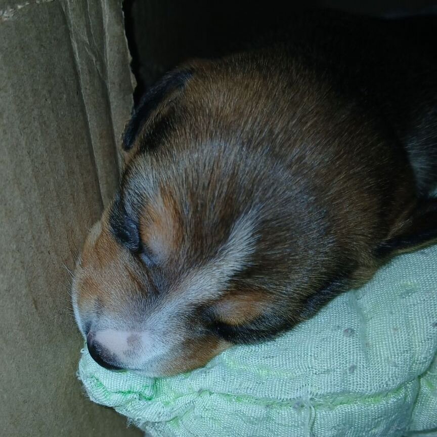 Джек-рассел-терьер, щенок