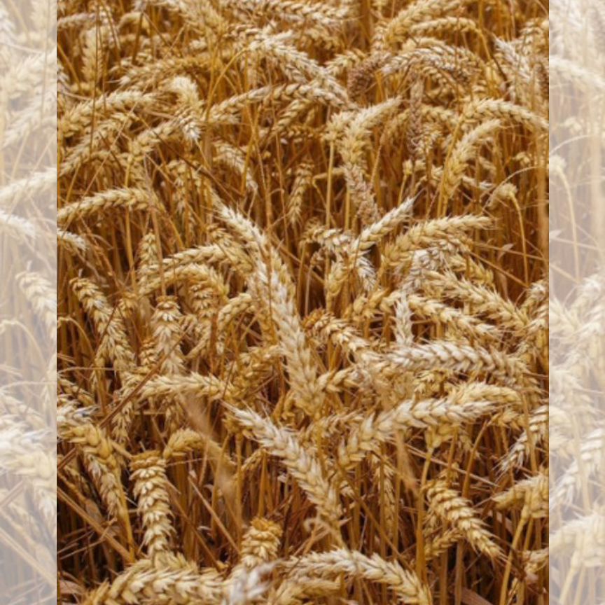 Продам пшеницу сухую из под комбаина. Кг-