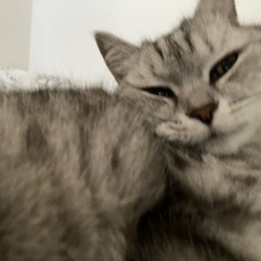 Кот Тимка