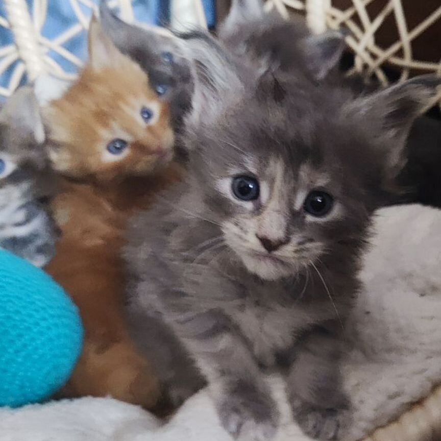 Мейн-кун котёнок