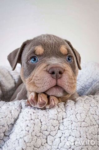 Американский булли стандарт