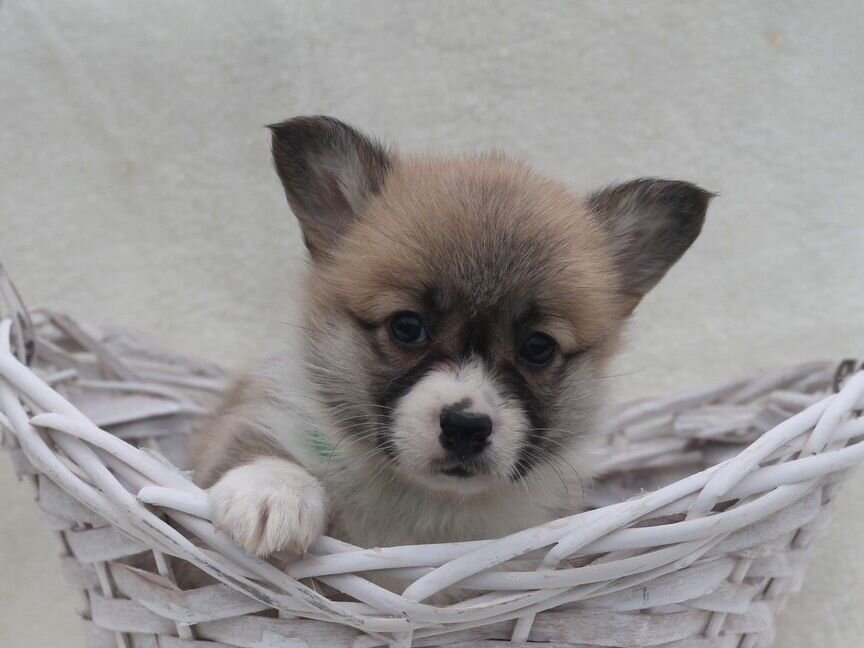 Малыши корги пемброк - не для выставок