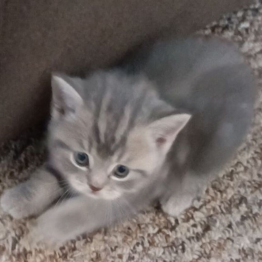 Британский длинношёрстный котёнок