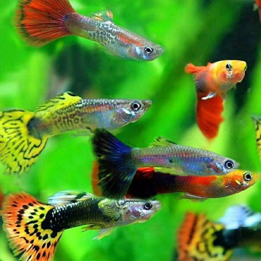 Аквариумные рыбки гуппи