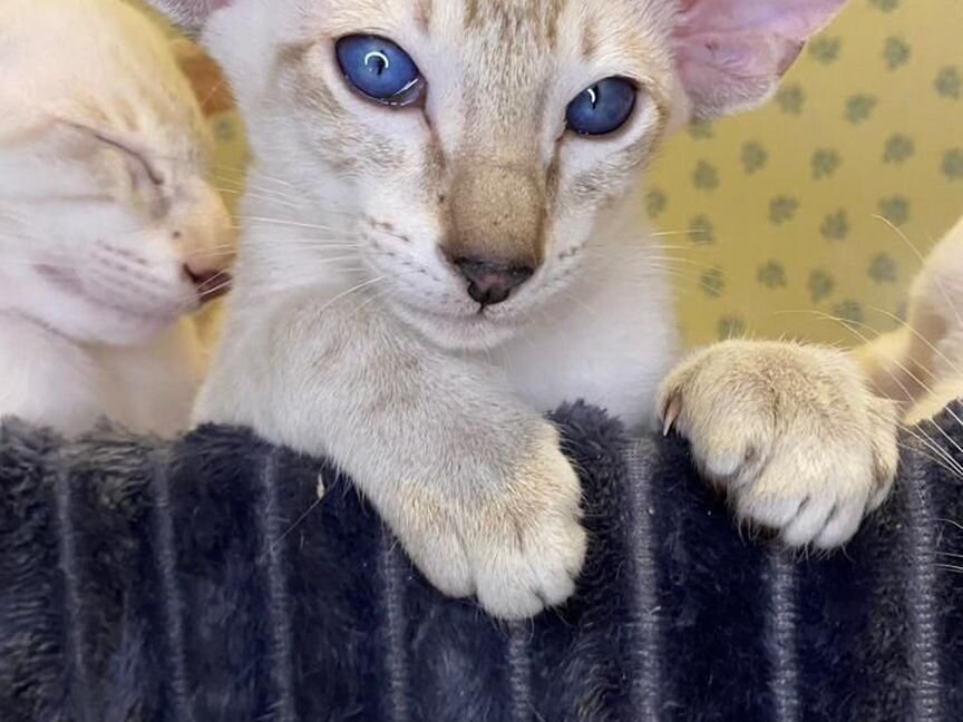 Ориентальные котята