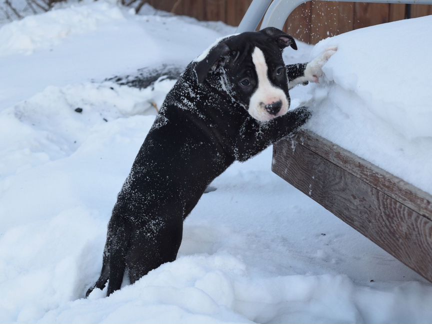 Стаффордширский терьер