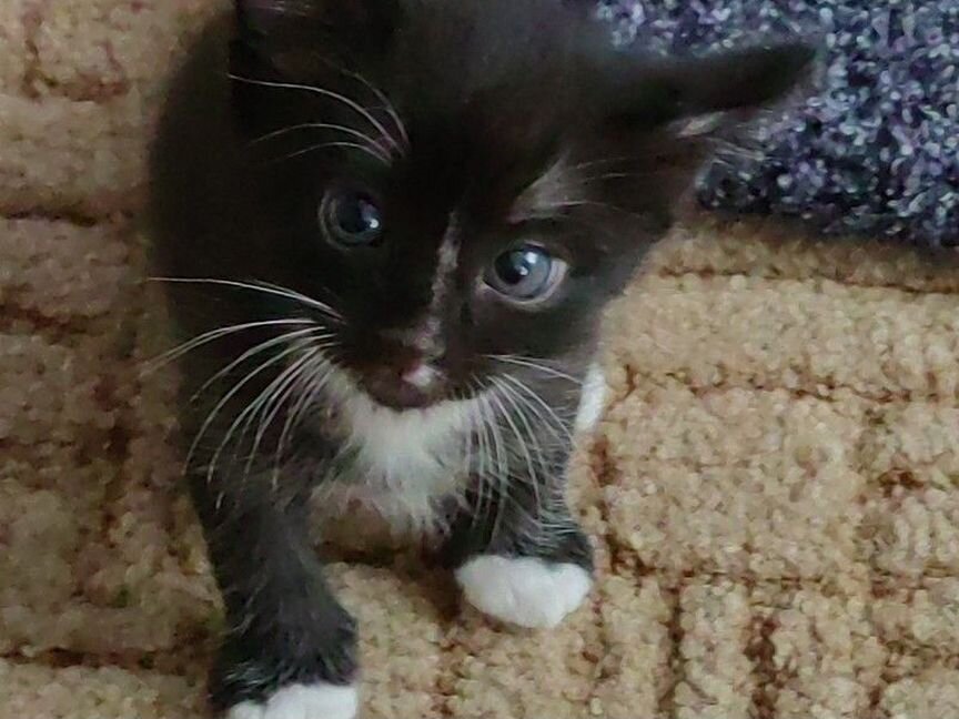 Котенок