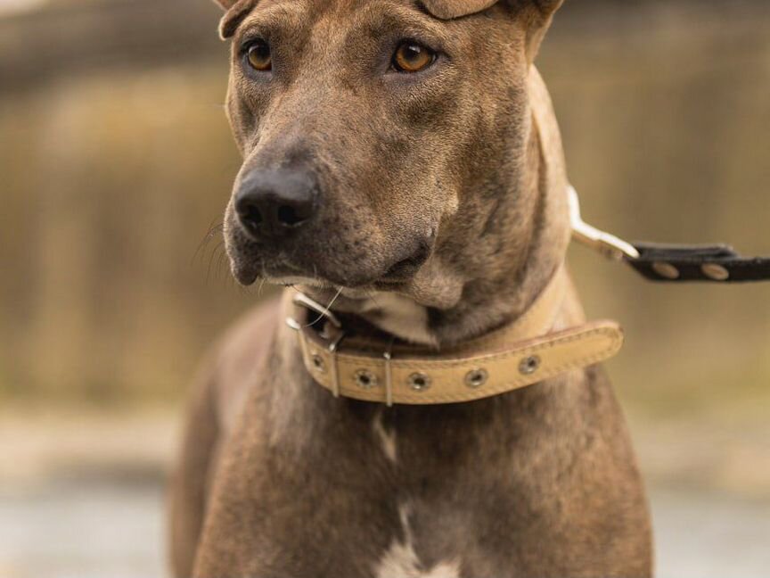 Чудесная собаня ищет дом и любящих родителей