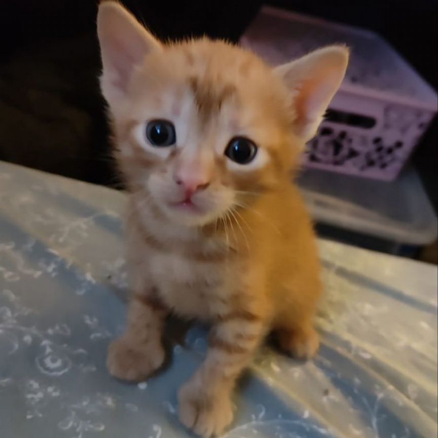 Кошка хорошая Вика