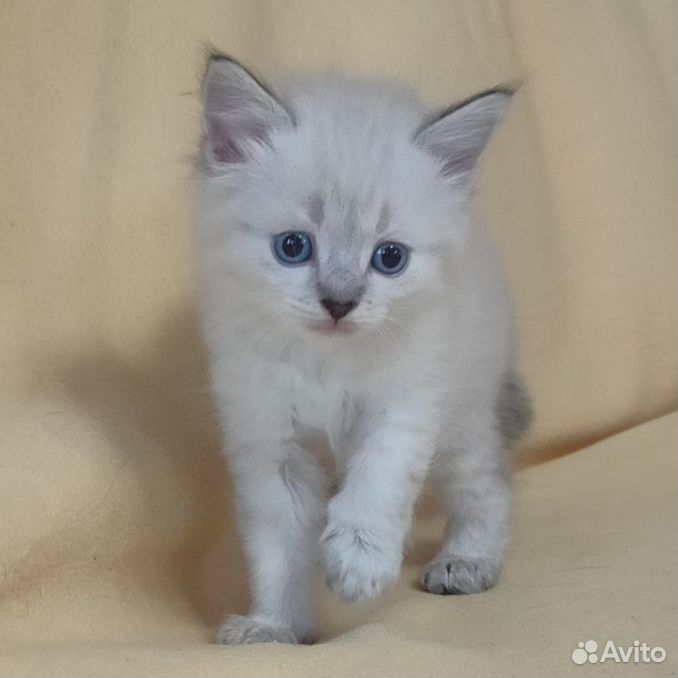 Кошечка 1 месяц в добрые руки бесплатно