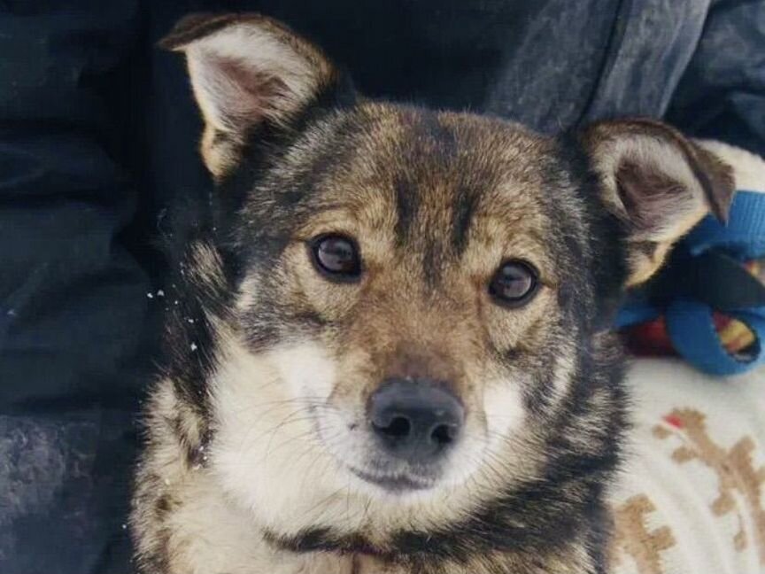 Заберите малютку Фиби домой