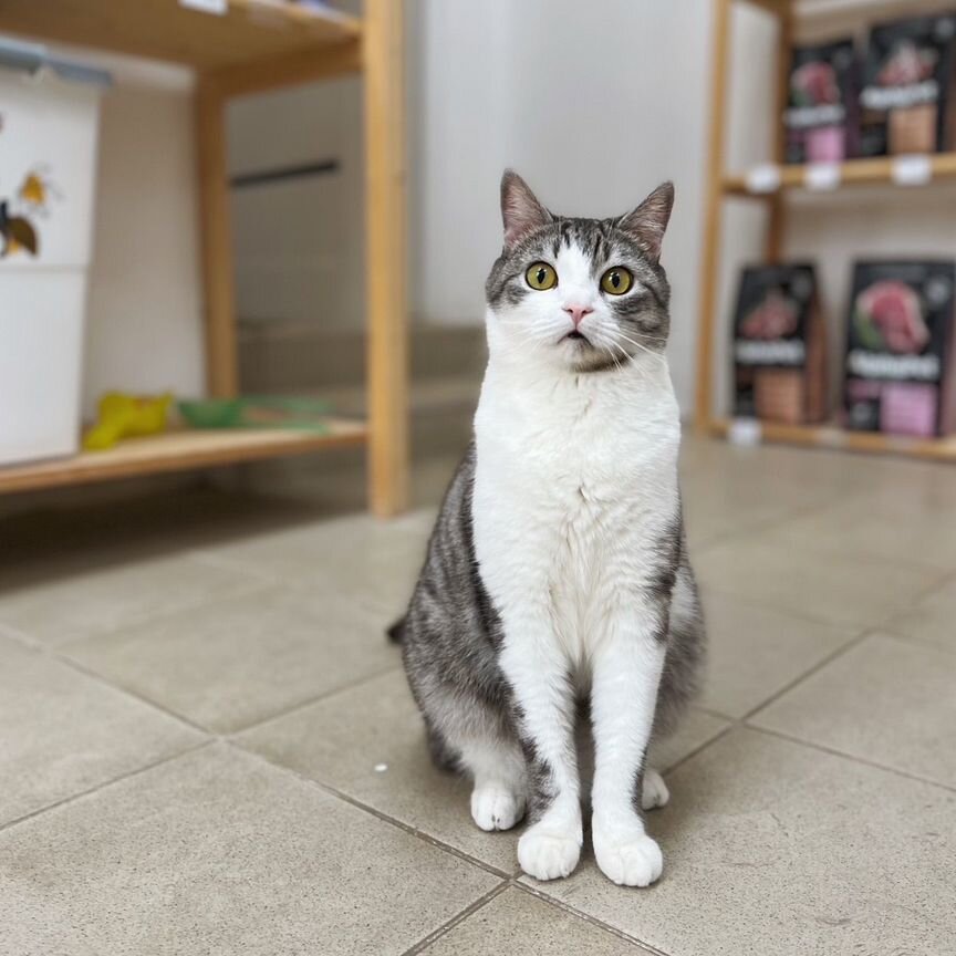 Кот Пряник в добрые руки