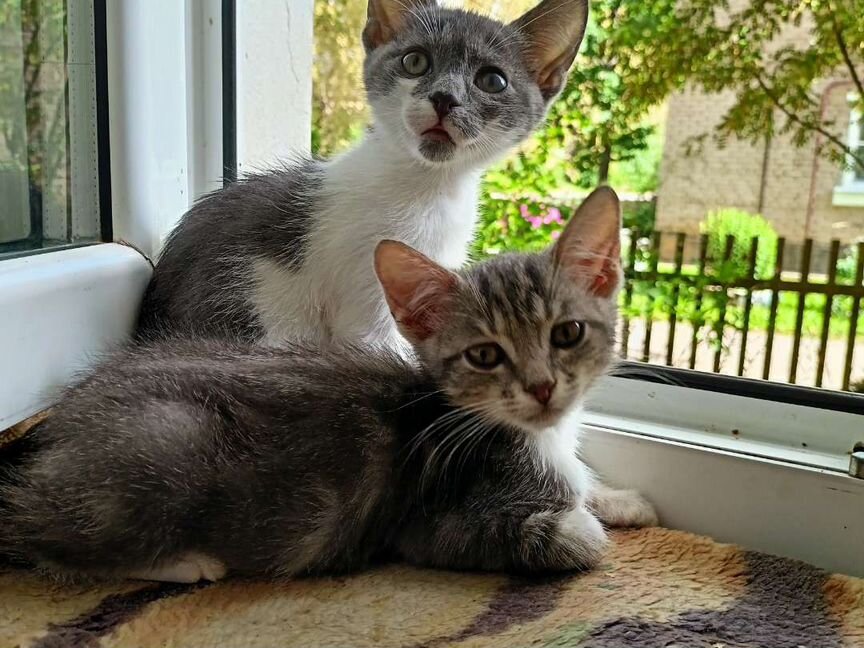 Котята в добрые руки мальчики