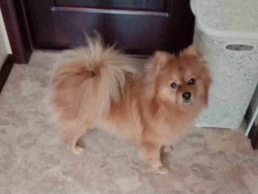 Померанский шпиц