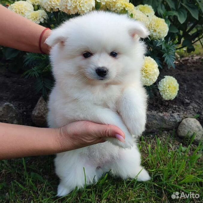 Бело-кремовая помски девочка