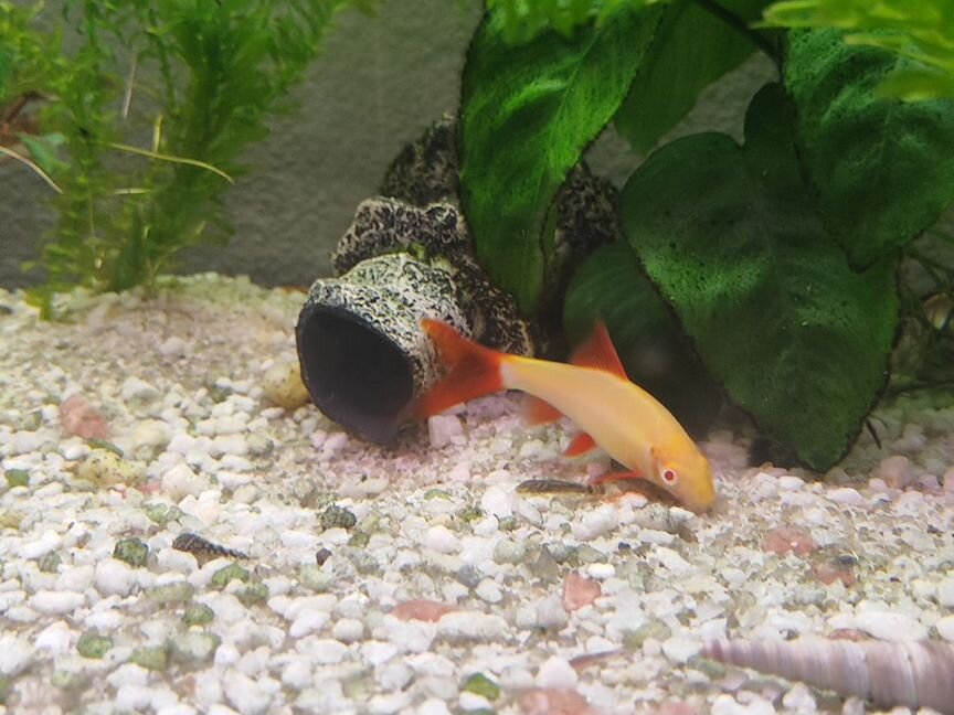 Рыбка лабео