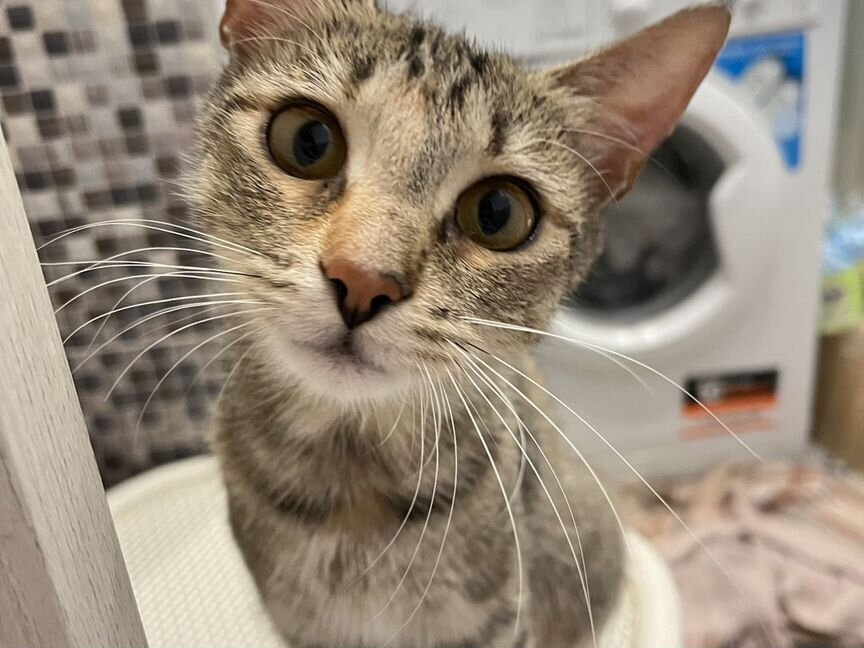 Котенок в добрые руки