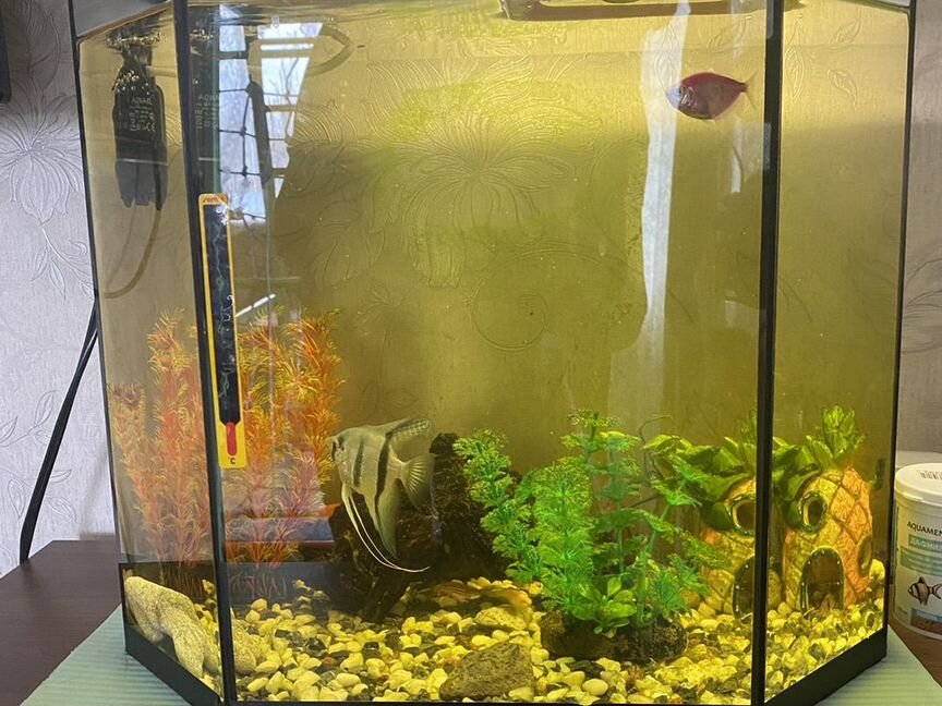 Аквариум 40л с рыбками бу