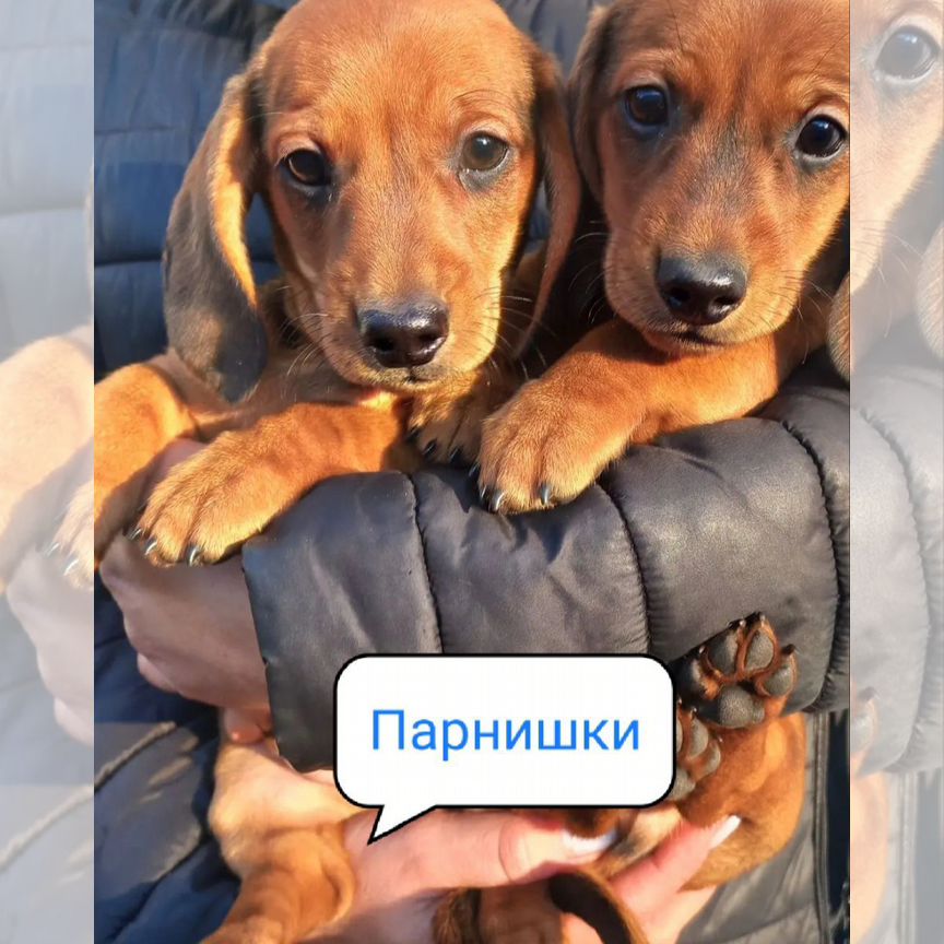 Карликовая такса, щенок