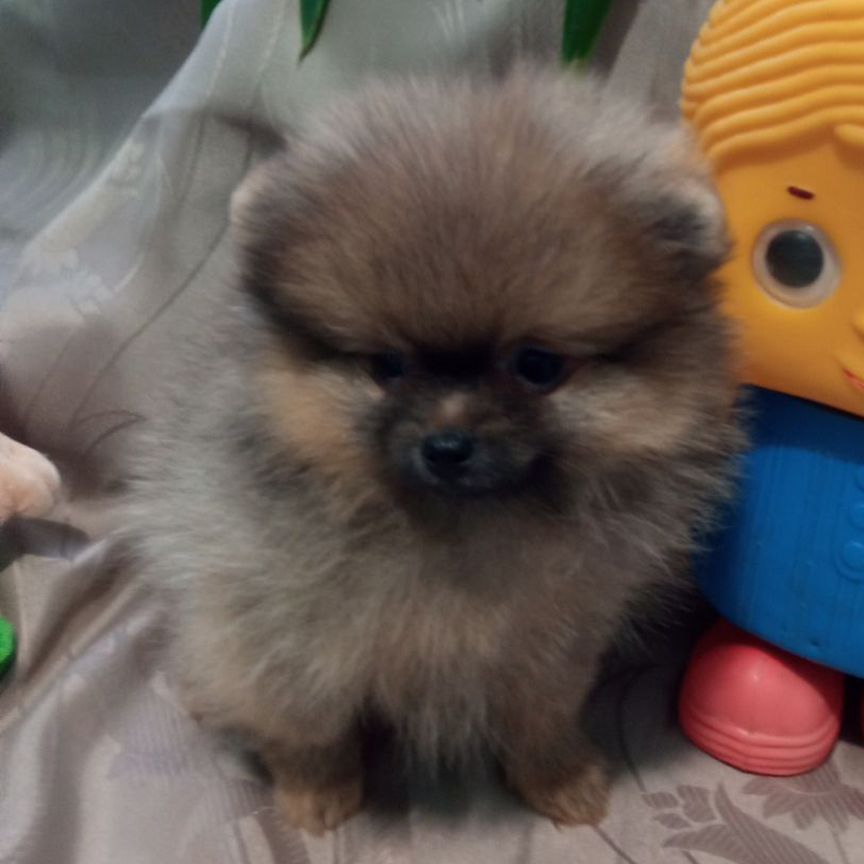 Померанский шпиц медвежьего типа