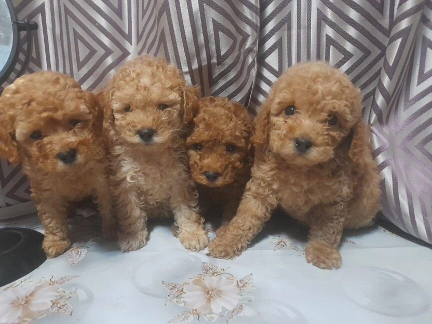 Той-пудель щенки