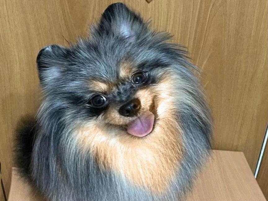 Кавалер ищет даму