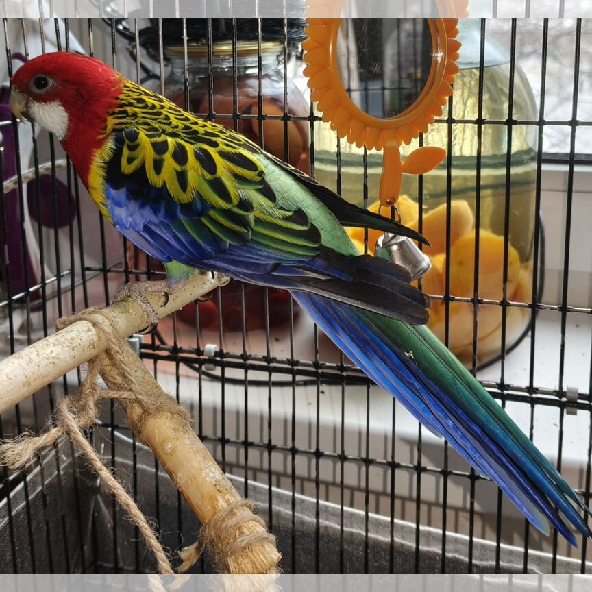 Попугай розелла пестрая