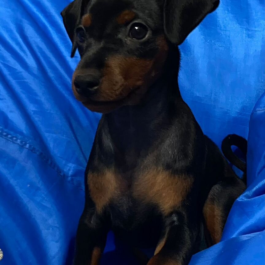 Цвергпинчер девочка с документами РКФ