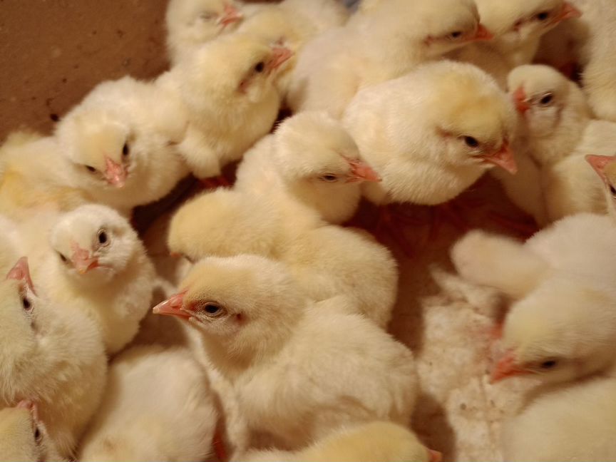 Цыплята бройлеры