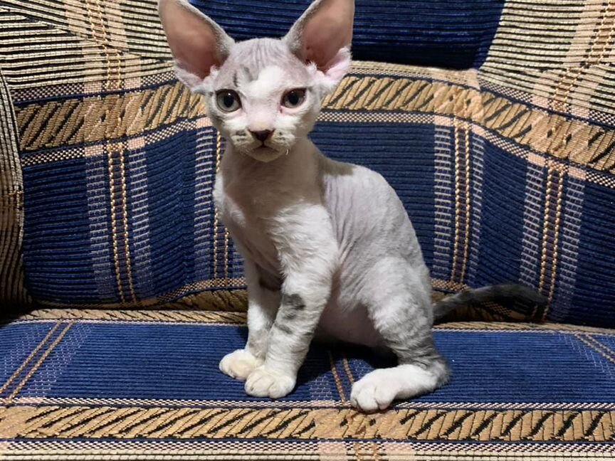 Котята девон-рекс