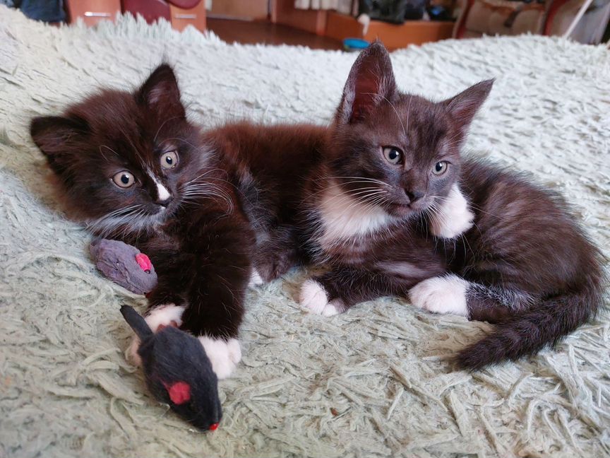 Кошка в дар бесплатно