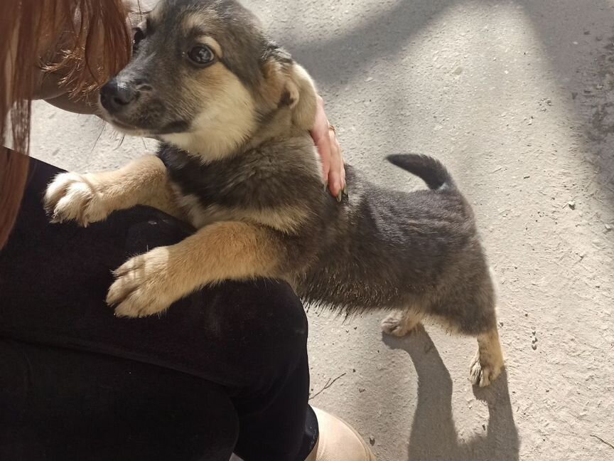 Щенок в добрые руки