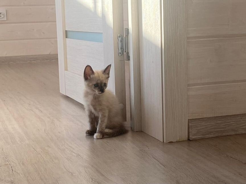 Котёнок в добрые руки бесплатно