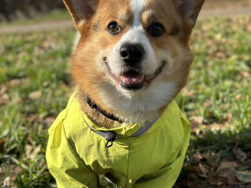 Кобель корги вязка