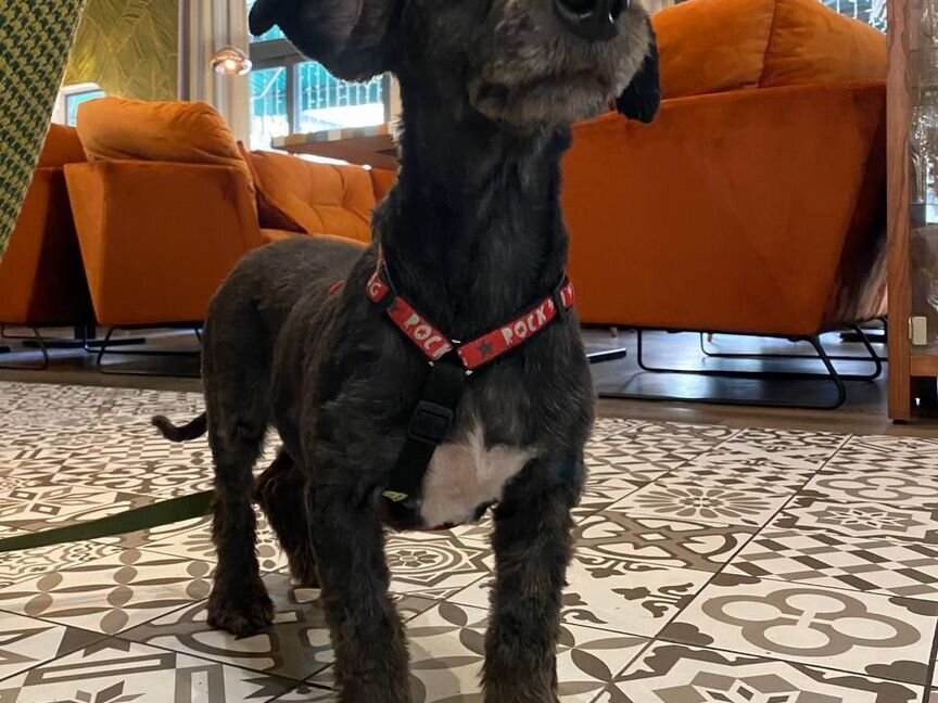 Маленькая квартирная собачка в добрые руки