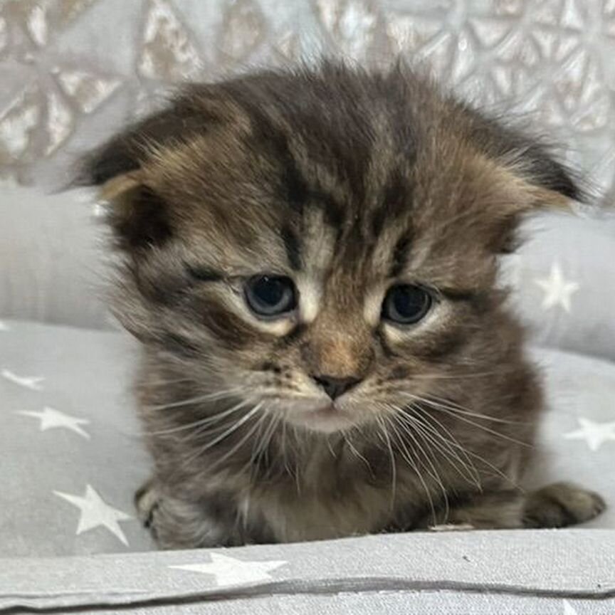 Котята