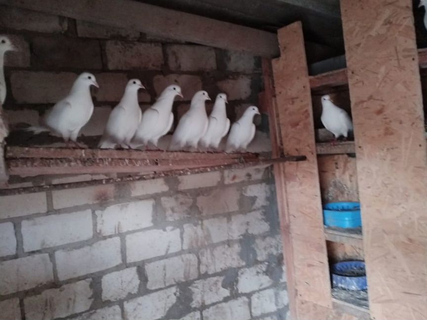 Бакинские голуби