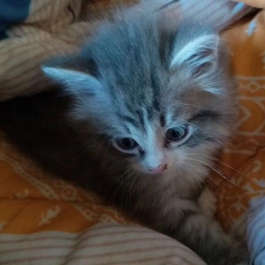 Ориентальный котёнок