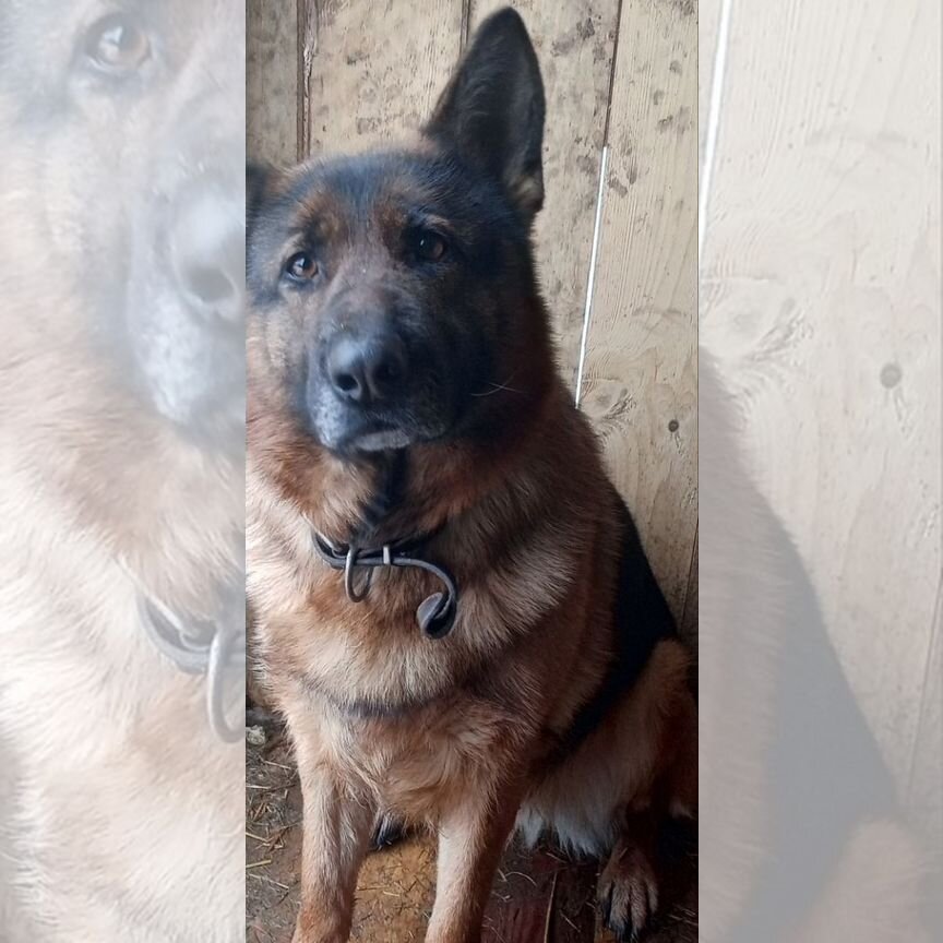 Немецкая овчарка, взрослая собака