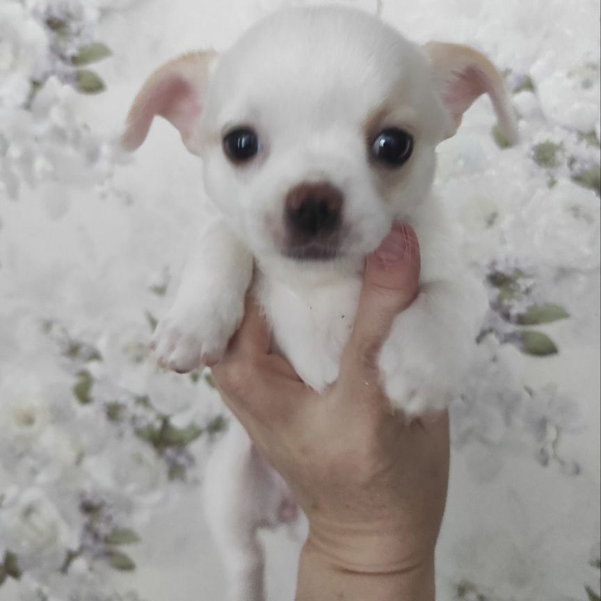 Чихуахуа, щенок