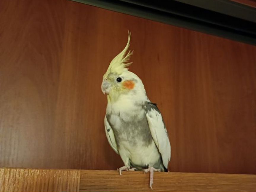 Ручной самец Кореллы