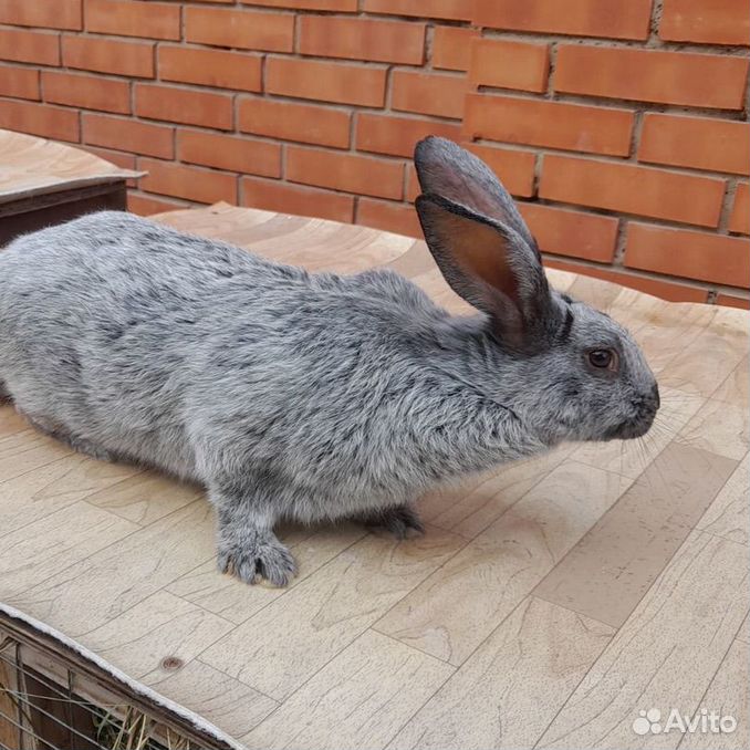 Кролики на племя