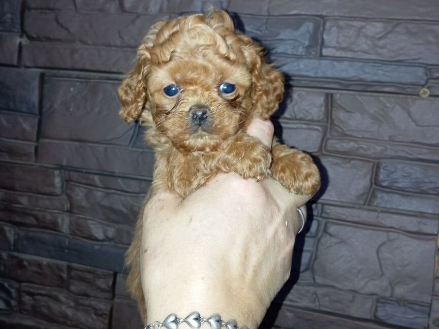 Кудряшка Сью