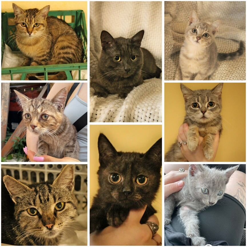 16 кошек