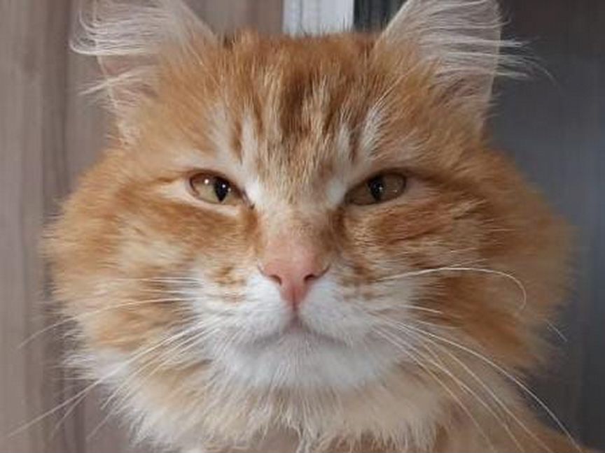 Кот ищет дом